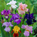 Colorful Bearded Iris Mix | Califlora Iris Rhizomes For Sale – Easy To ...
