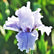 Lavender and White Reblooming Bearded Iris Rio Vista Rhizomes – Easy To ...