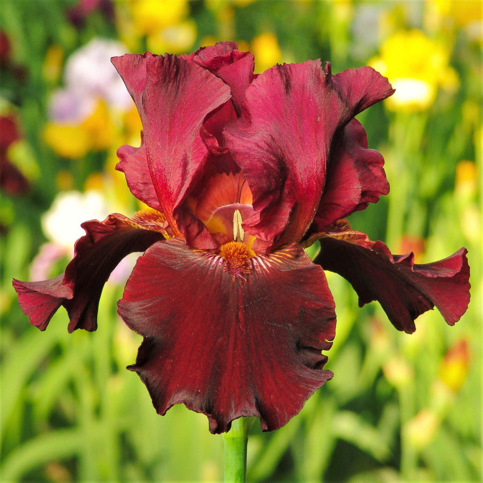 Reblooming Bearded Iris Bulbs for Sale | Large Iris Rhizomes – Easy To ...