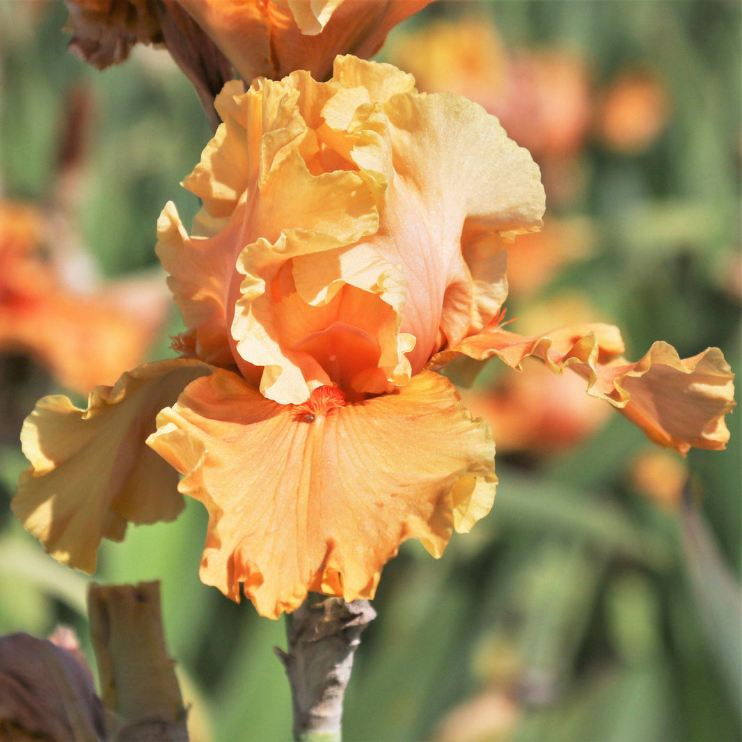 Easy to Grow Re-Blooming Bearded Iris Bulbs - Drought Tolerant – Easy ...