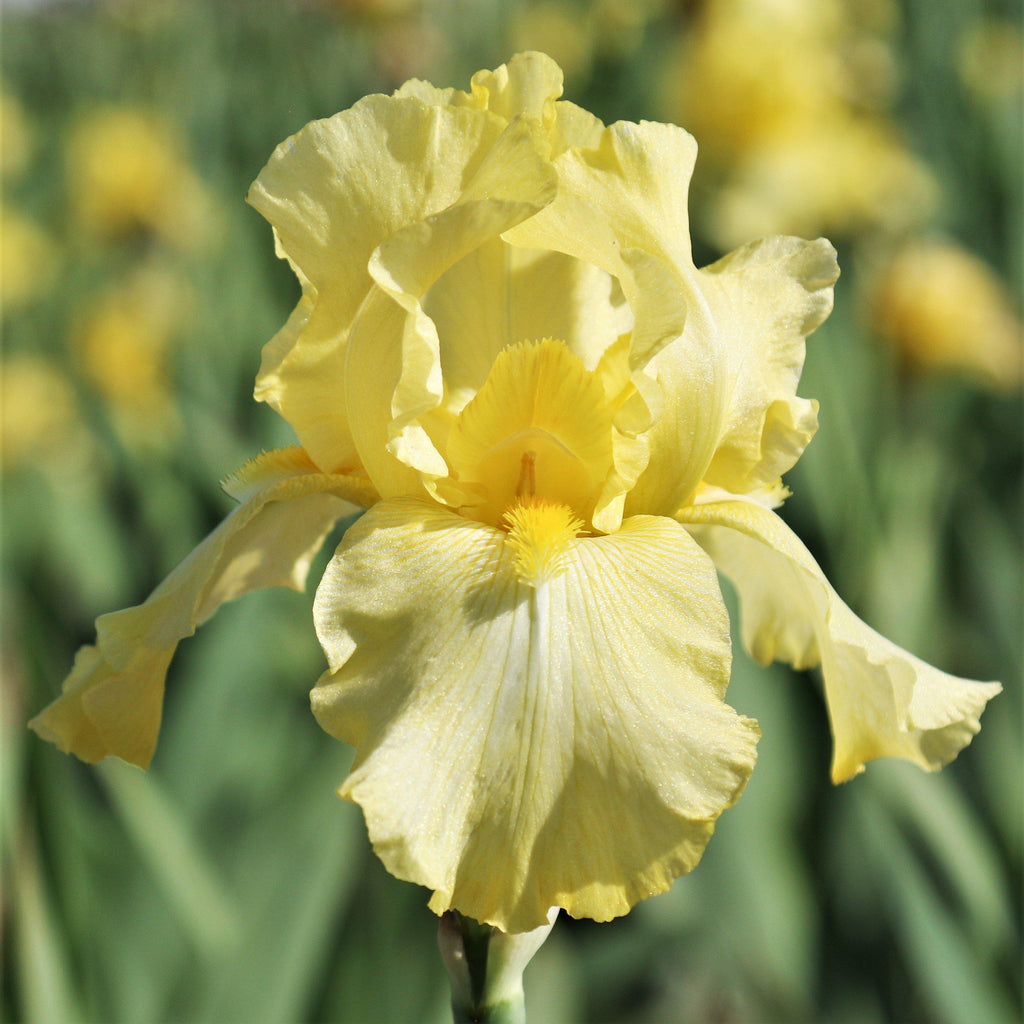 Reblooming Bearded Iris Bulbs for Sale | Large Iris Rhizomes – Easy To ...