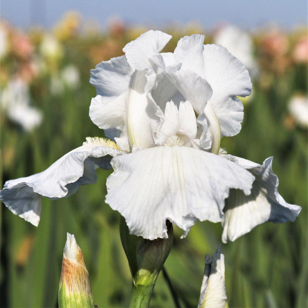 Bearded Iris Rhizomes for Sale | Easy to Grow Bulbs – Easy To Grow Bulbs