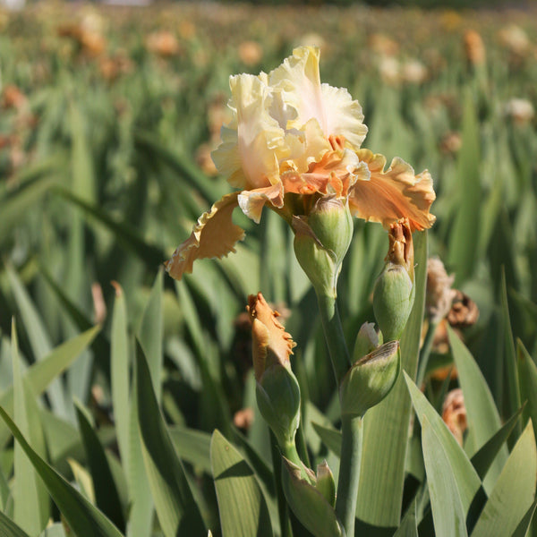 Apricot & White Reblooming Iris Invitation Rhizomes – Easy To Grow Bulbs
