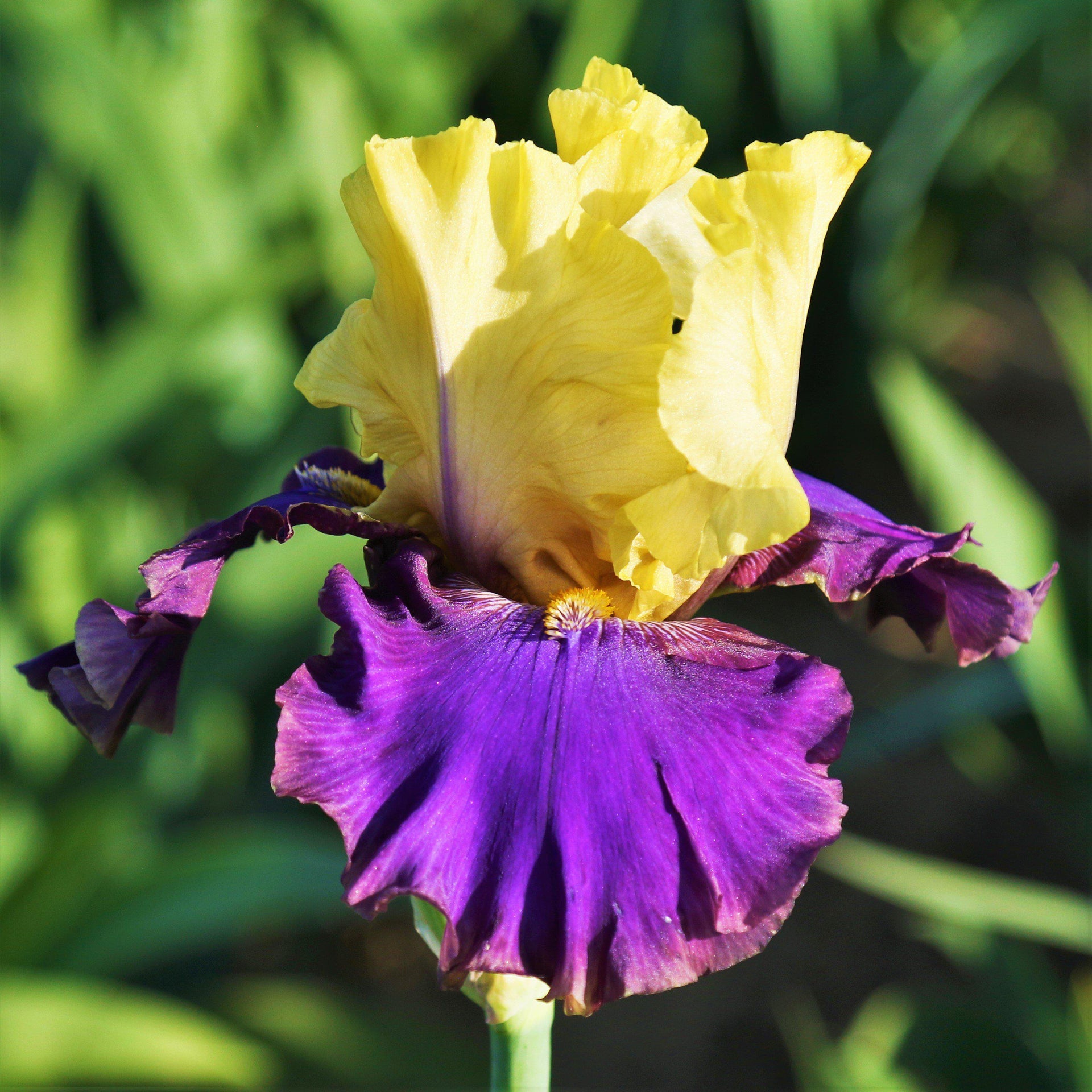 yellow bearded iris