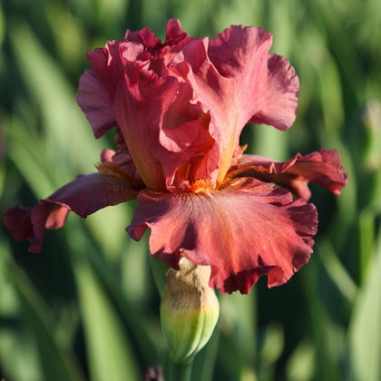 Garnet Red Fragrant Reblooming Bearded Iris Lady Friend Bulbs – Easy To ...