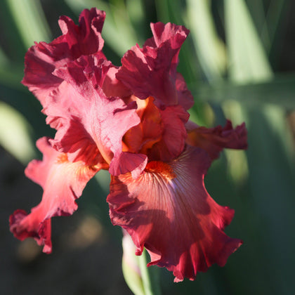 Garnet Red Fragrant Reblooming Bearded Iris Lady Friend Bulbs – Easy To ...