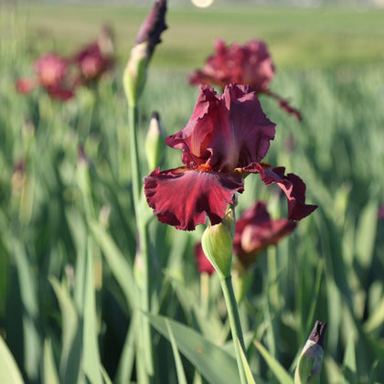 Garnet Red Fragrant Reblooming Bearded Iris Lady Friend Bulbs – Easy To ...