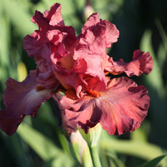 Garnet Red Fragrant Reblooming Bearded Iris Lady Friend Bulbs – Easy To ...