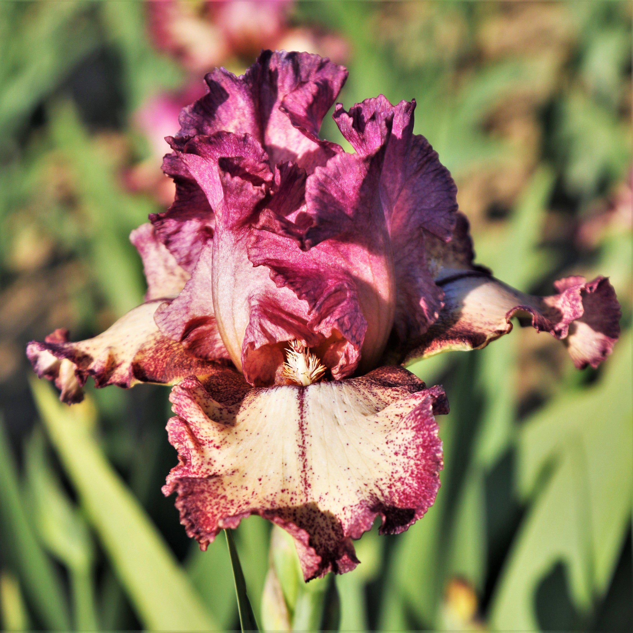 Easy to Grow Reblooming Bearded Iris Rock Star Rhizomes – Easy To Grow ...