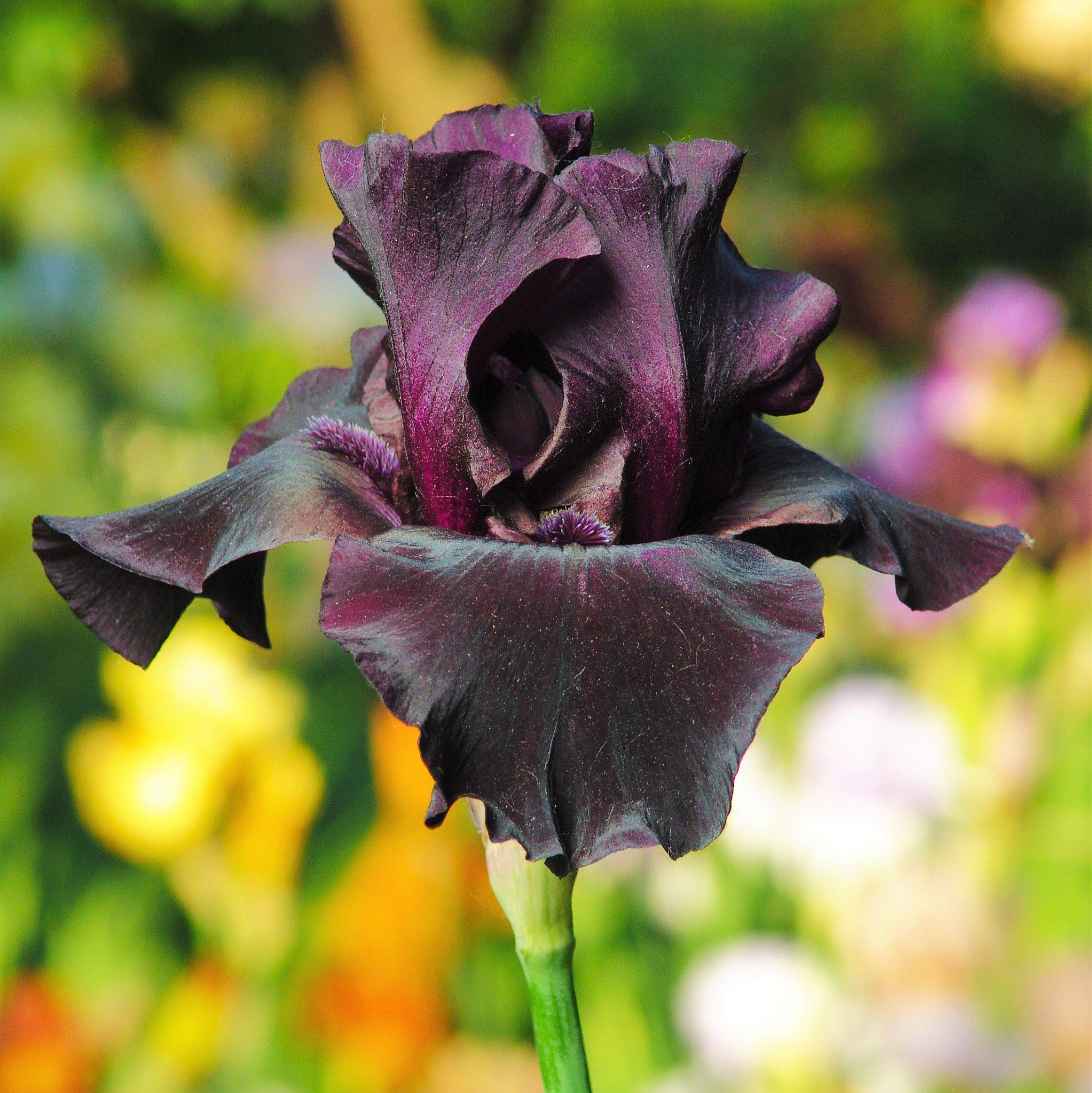 Dark Purple Re Blooming Bearded Iris Superstition Rhizomes Easy To Dark Purple Re Blooming Bearded Iris Superstition Rhizomes Easy To
