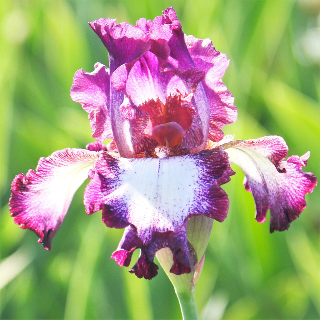 Re-Blooming Purple & Burgundy Bearded Iris Tennison Ridge Bulbs – Easy ...