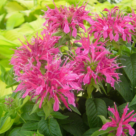 Beautiful Starter Plant For Sale Online | Bee Balm (Monarda) – Easy To ...