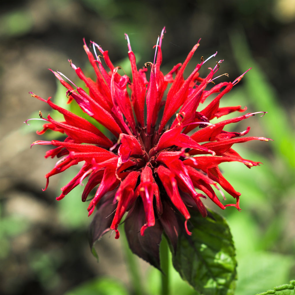 Bee Balm Plant