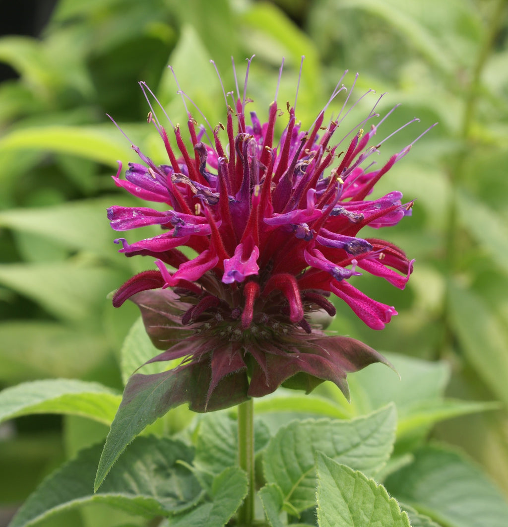 Beautiful Starter Plant For Sale Online | Bee Balm (Monarda) – Easy To ...