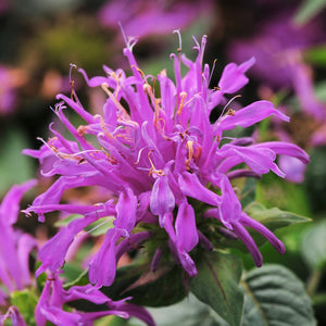 Beautiful Starter Plant For Sale Online | Bee Balm (Monarda) – Easy To ...