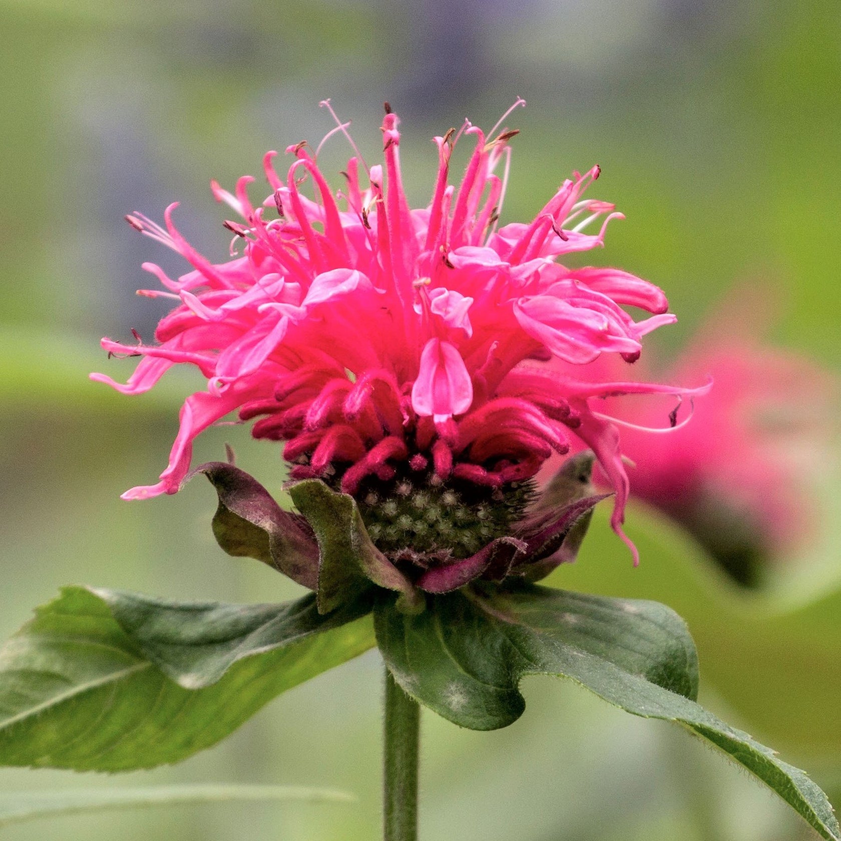 Pink Bee Balm Monarda Plants - 2 Pack – Easy To Grow Bulbs