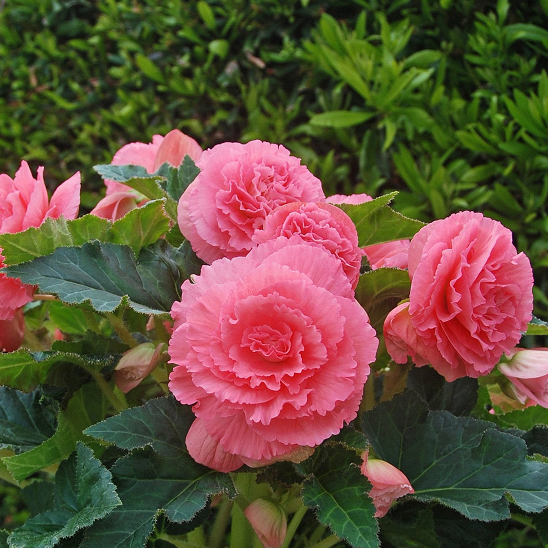 Begonias – Easy To Grow Bulbs