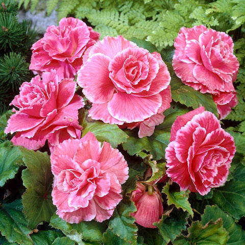 Begonia Bulbs for Sale – Easy To Grow Bulbs