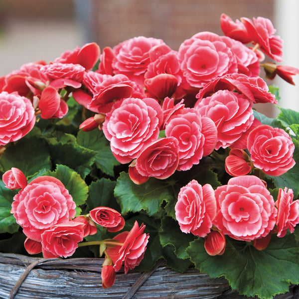Begonias Planting Guide – Easy To Grow Bulbs