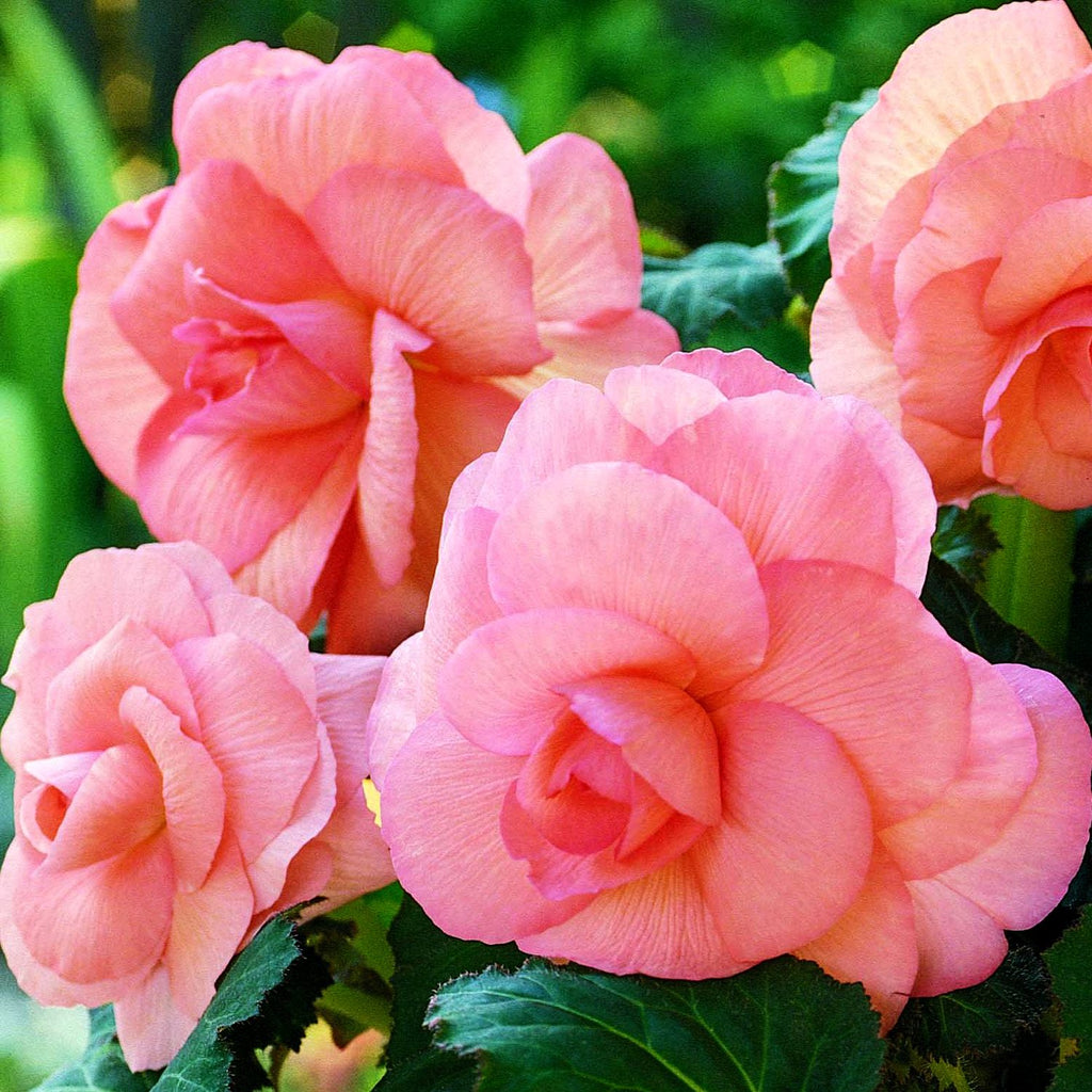 Begonia Bulbs for Sale – Easy To Grow Bulbs
