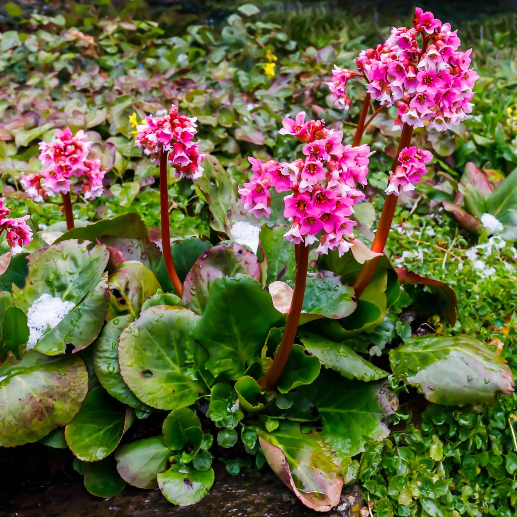 Bergenia Red