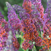 Orange Magenta Butterfly Bush Plants for Sale Online | Bicolor – Easy ...