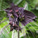 Stunning Black Bat Flower Plant For Sale| Tacca Chanterii – Easy To ...