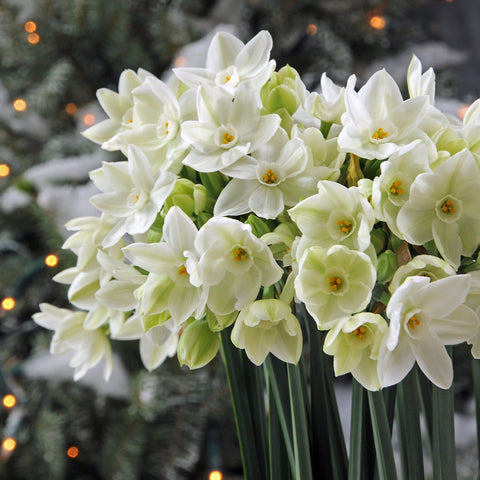 Scented Double Narcissus Bulbs for Sale Online | Erlicheer – Easy To ...