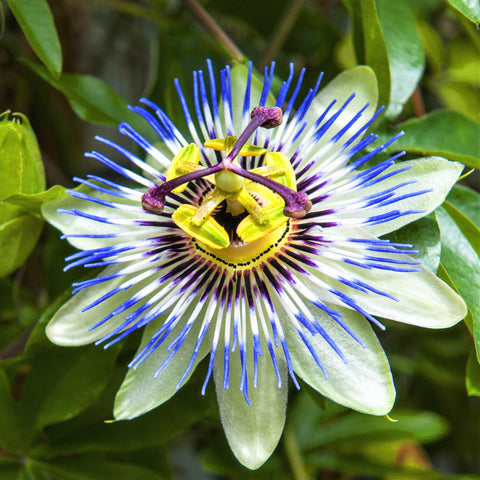Passion Flower Plants for Sale | Easy to Grow™ – Easy To Grow Bulbs