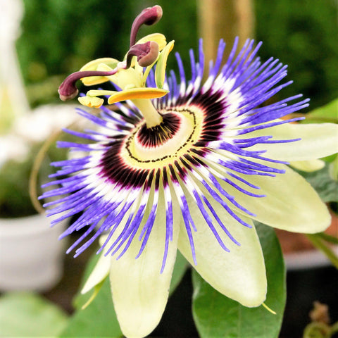 Passiflora Planting Guide – Easy To Grow Bulbs