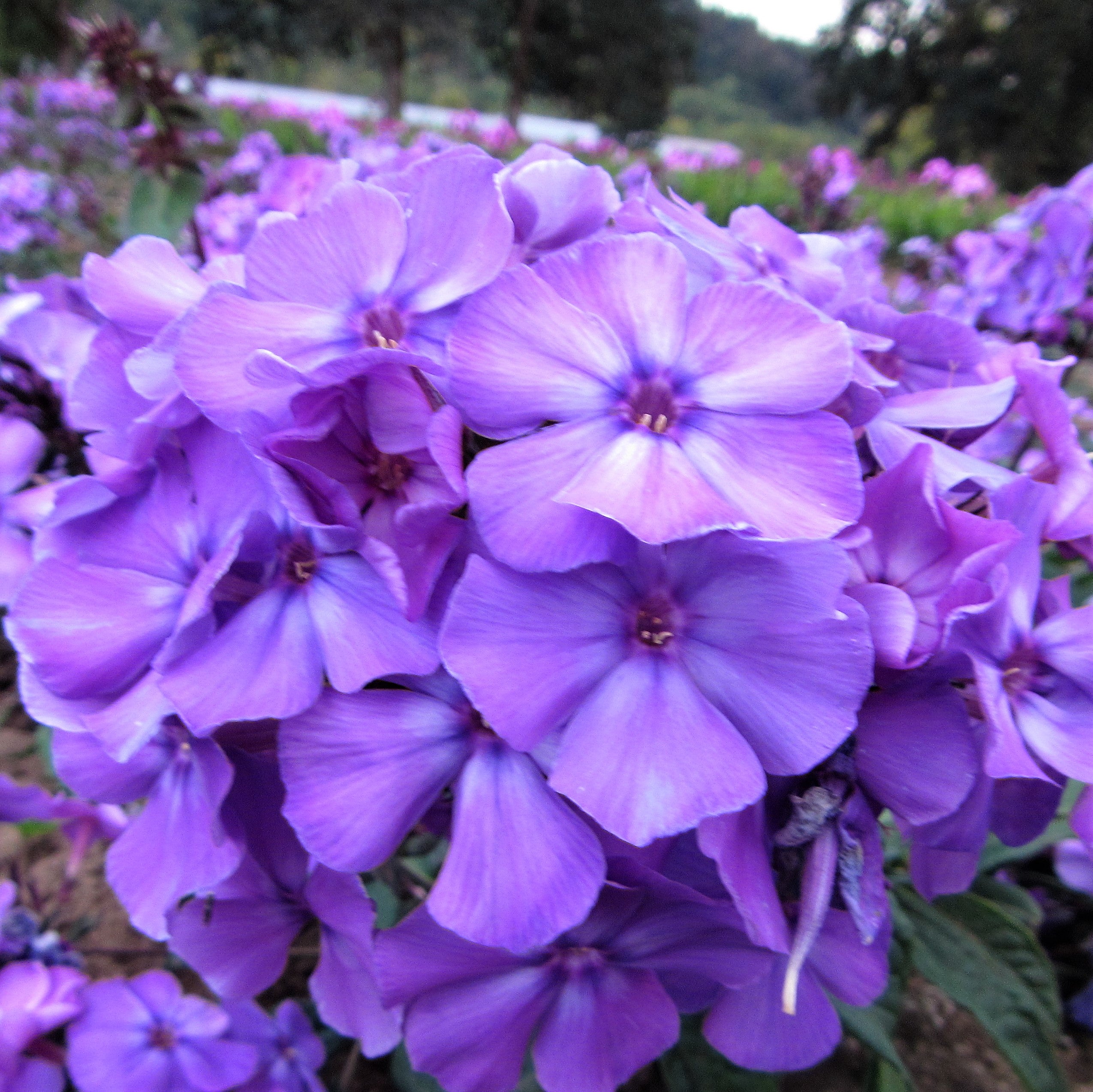 Phlox Planting & Growing Guide - Easy to Grow – Easy To Grow Bulbs