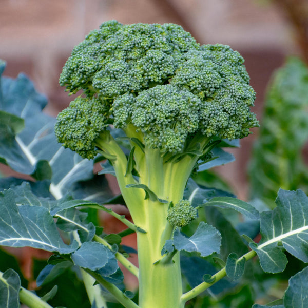 Broccoli Plants