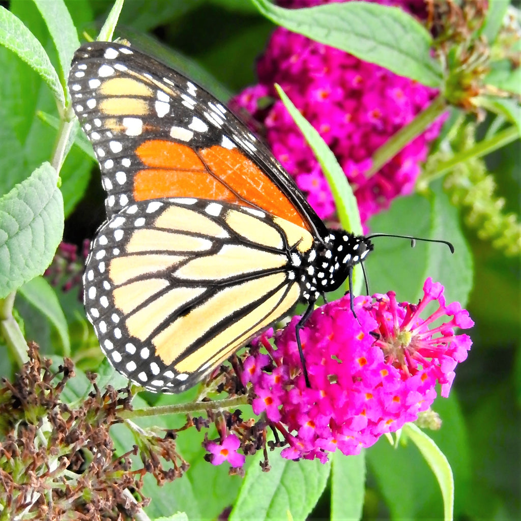 Butterfly Bush (Buddleia) – Easy To Grow Bulbs