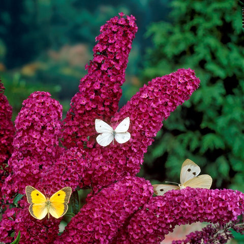 Butterfly Bush (Buddleia) – Easy To Grow Bulbs