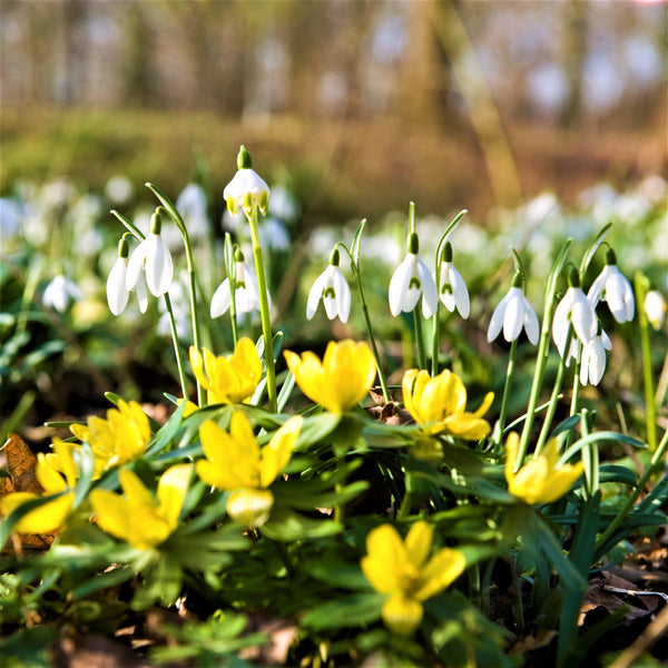 Snowdrop (Galanthus) Bulbs for Sale – Easy To Grow Bulbs