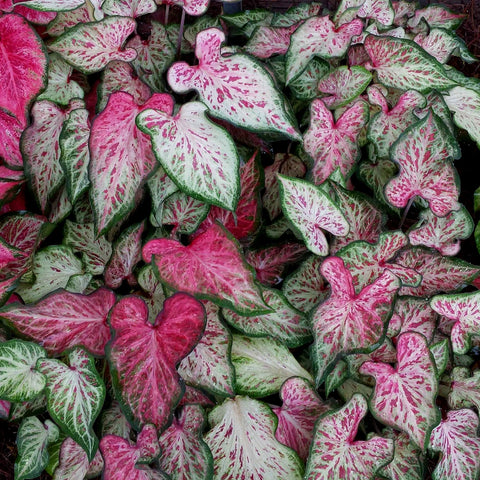 Caladium Bulbs For Sale – Easy To Grow Bulbs