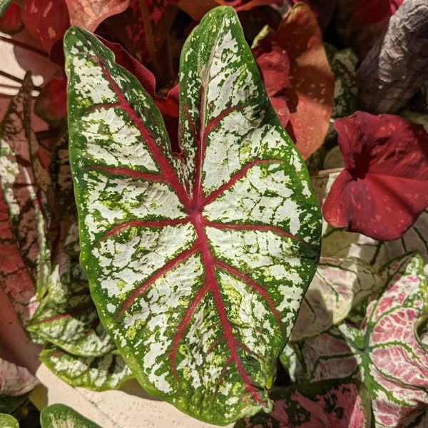 Striking Colorful Caladium Bulbs for Sale Online | Celebration – Easy ...