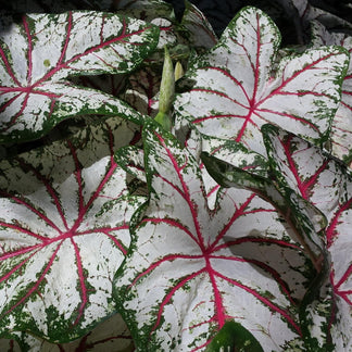 Striking Colorful Caladium Bulbs for Sale Online | Celebration – Easy ...