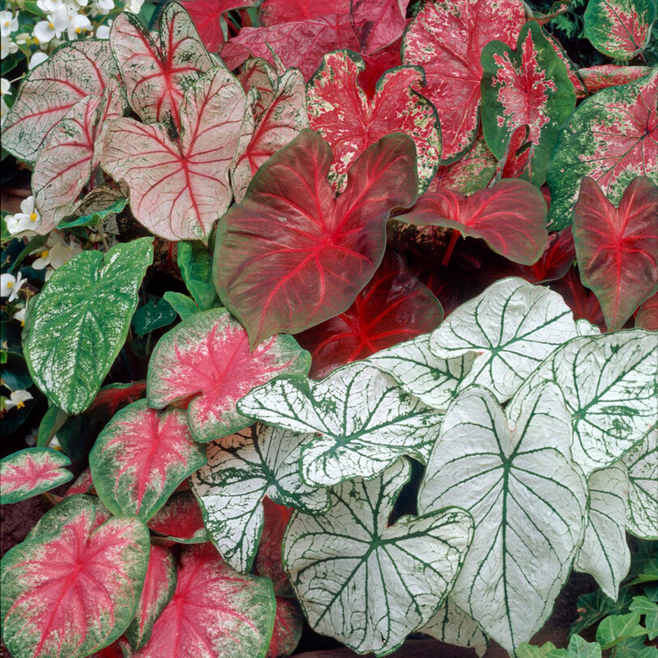 Caladium Bulbs For Sale – Easy To Grow Bulbs