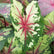Caladium Flatter Me | 3 Large Caladium Bulbs – Easy To Grow Bulbs