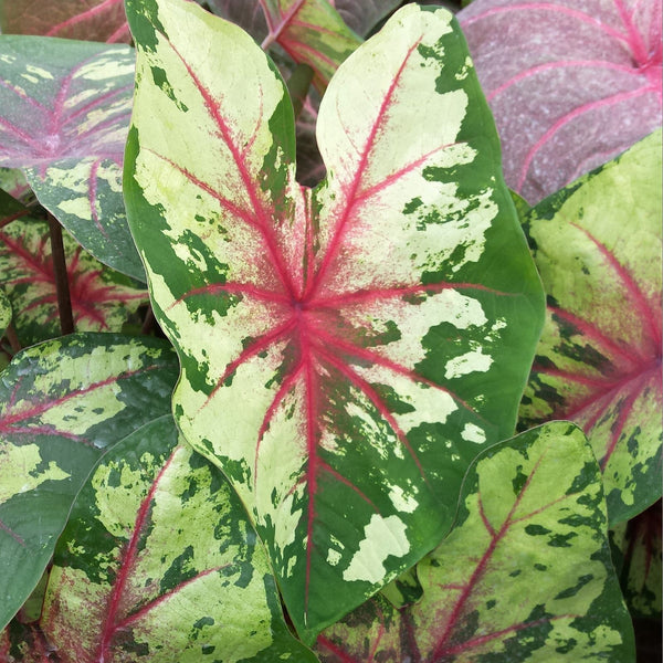Caladium Planting & Growing Guide - Easy to Grow – Easy To Grow Bulbs
