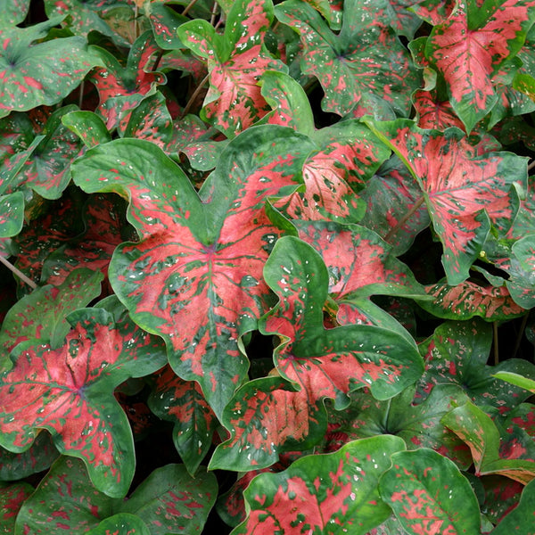 Caladium Planting Guide – Easy To Grow Bulbs
