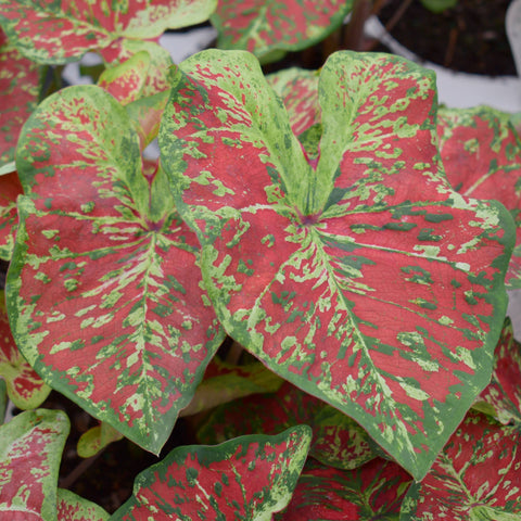 Caladium Planting Guide – Easy To Grow Bulbs