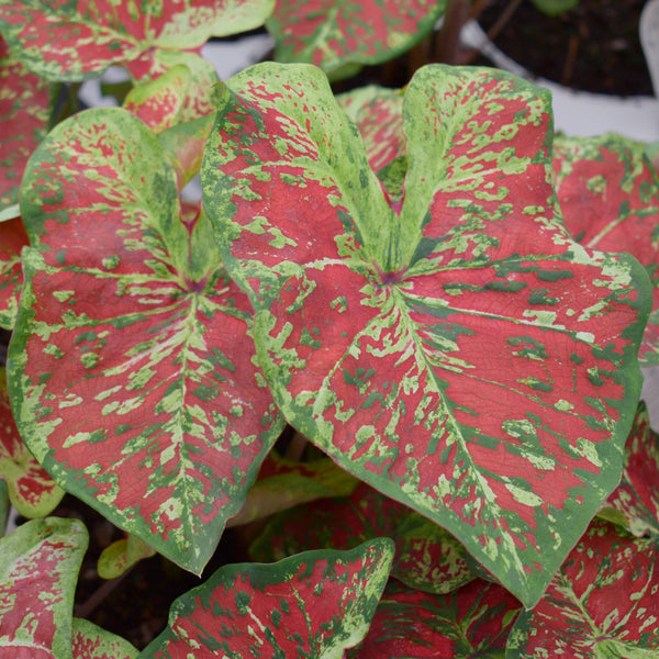 Caladium Bulbs For Sale – Easy To Grow Bulbs