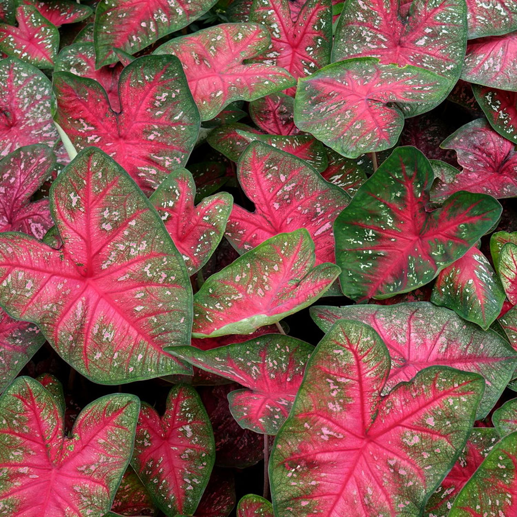 Caladium Bulbs For Sale – Easy To Grow Bulbs