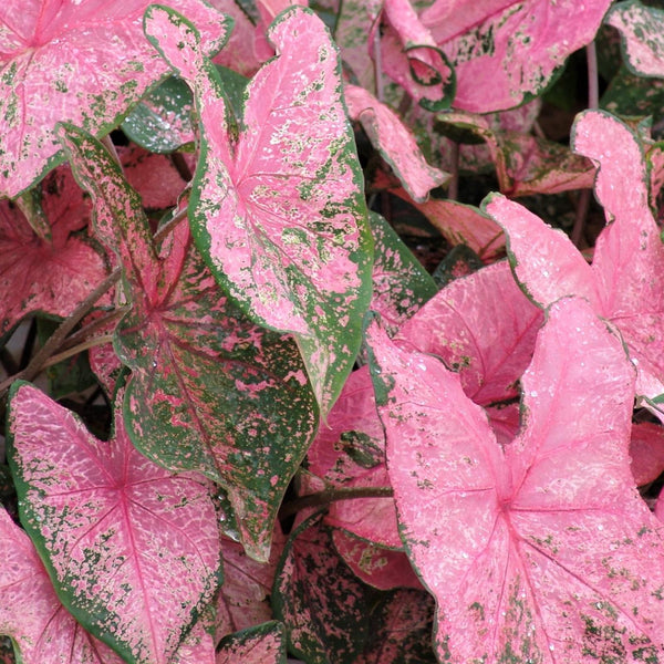 Caladium Bulbs For Sale – Easy To Grow Bulbs