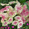 Gorgeous Caladium Bulbs For Sale Online | Raspberry Moon – Easy To Grow ...