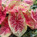 Gorgeous Caladium Bulbs For Sale Online | Raspberry Moon – Easy To Grow ...