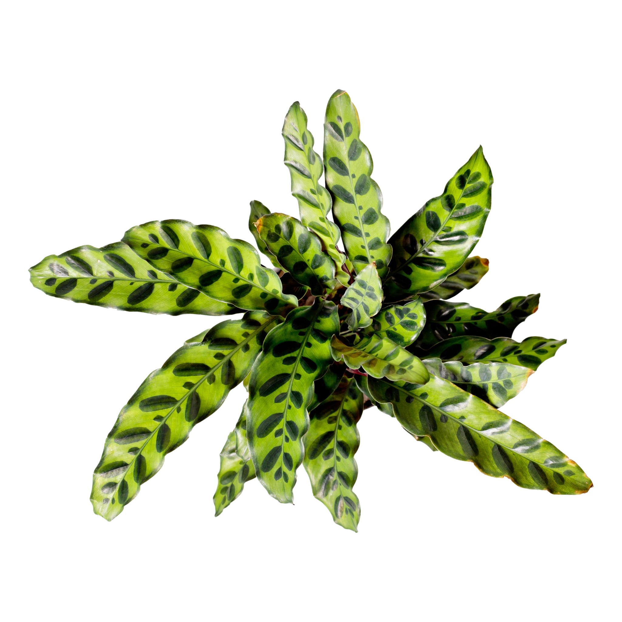 Calathea - Lancifolia Rattlesnake Houseplant – Easy To Grow Bulbs