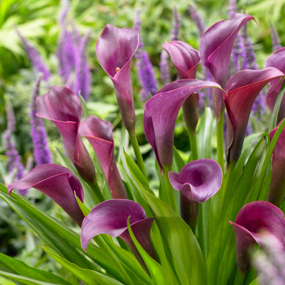 Calla Lily Bulbs For Sale Online – Easy To Grow Bulbs